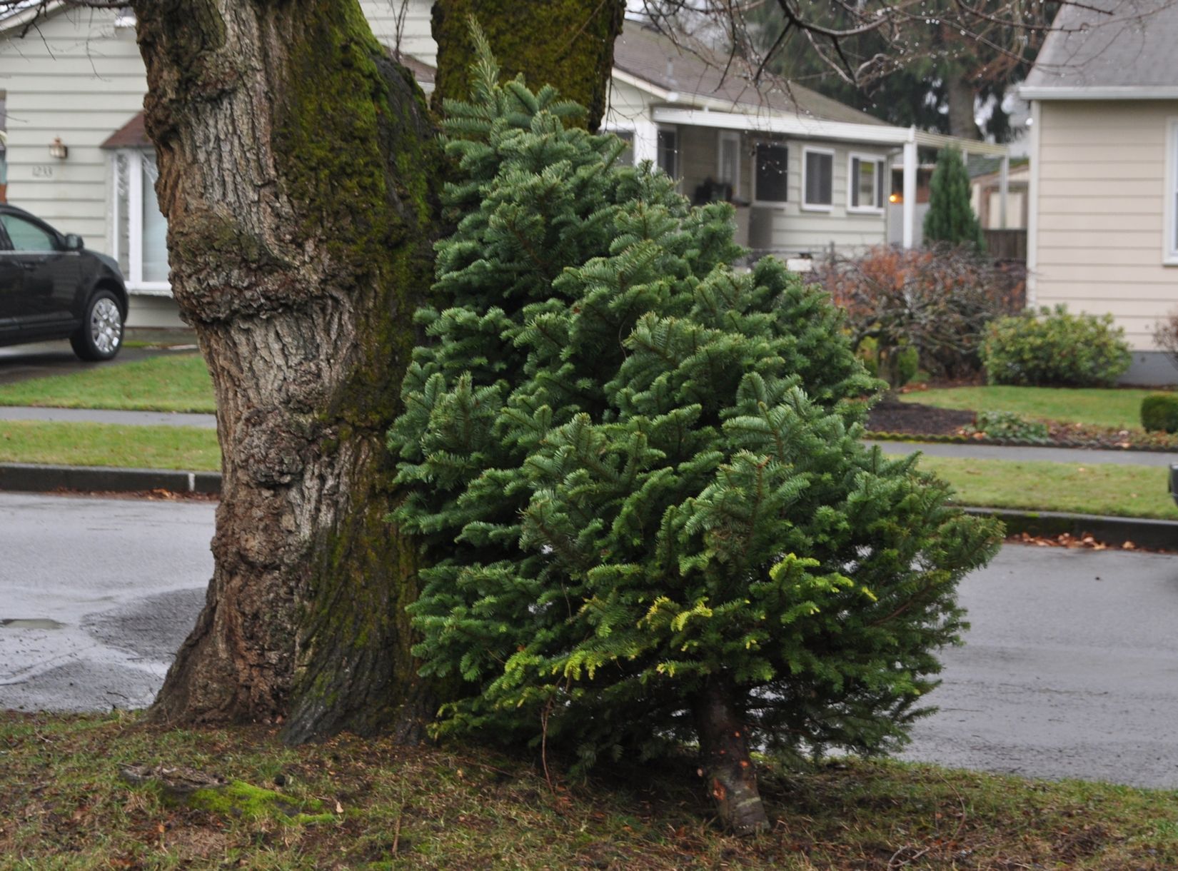 Goodbye Tree – Conscious Engagement