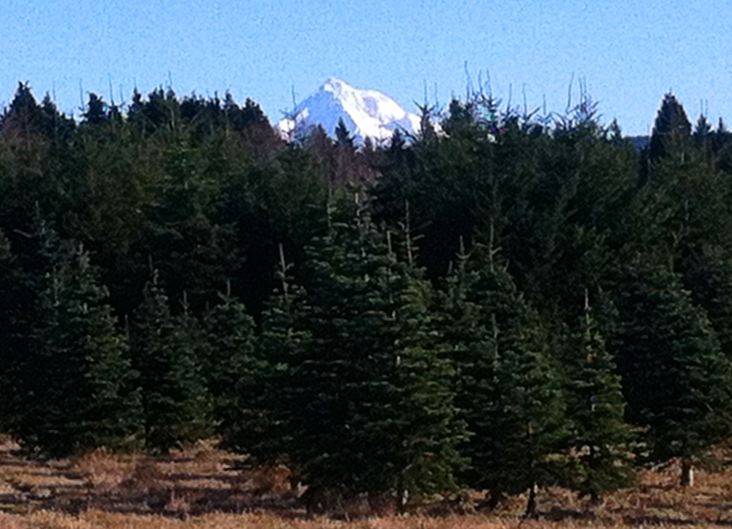 Goodbye Tree – Conscious Engagement