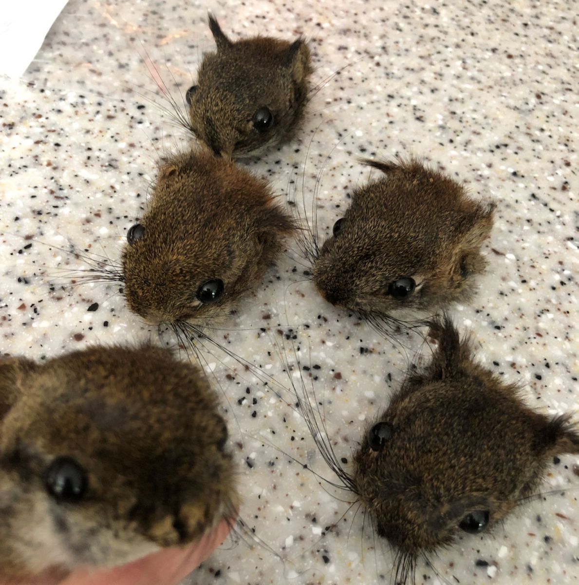 Squirrel Heads – Conscious Engagement