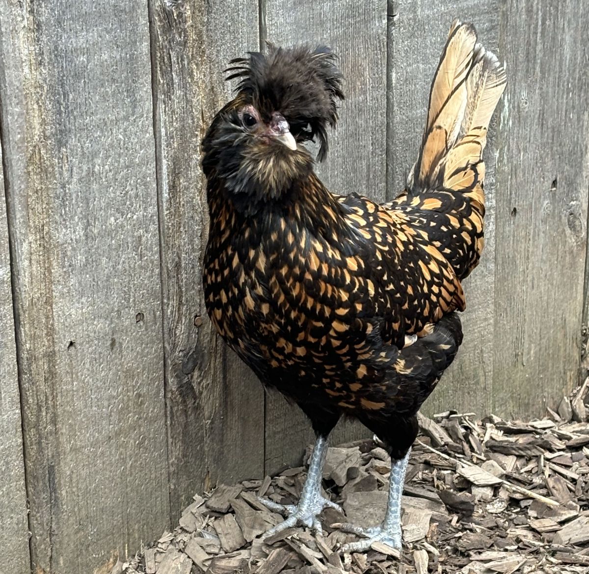Hen Update – Conscious Engagement